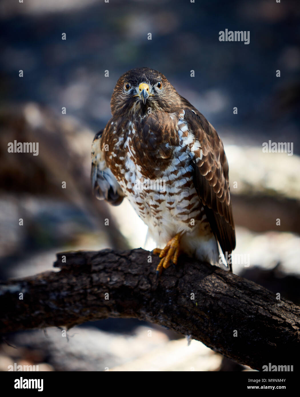 Red Shouldered Hawk Stock Photo - Alamy