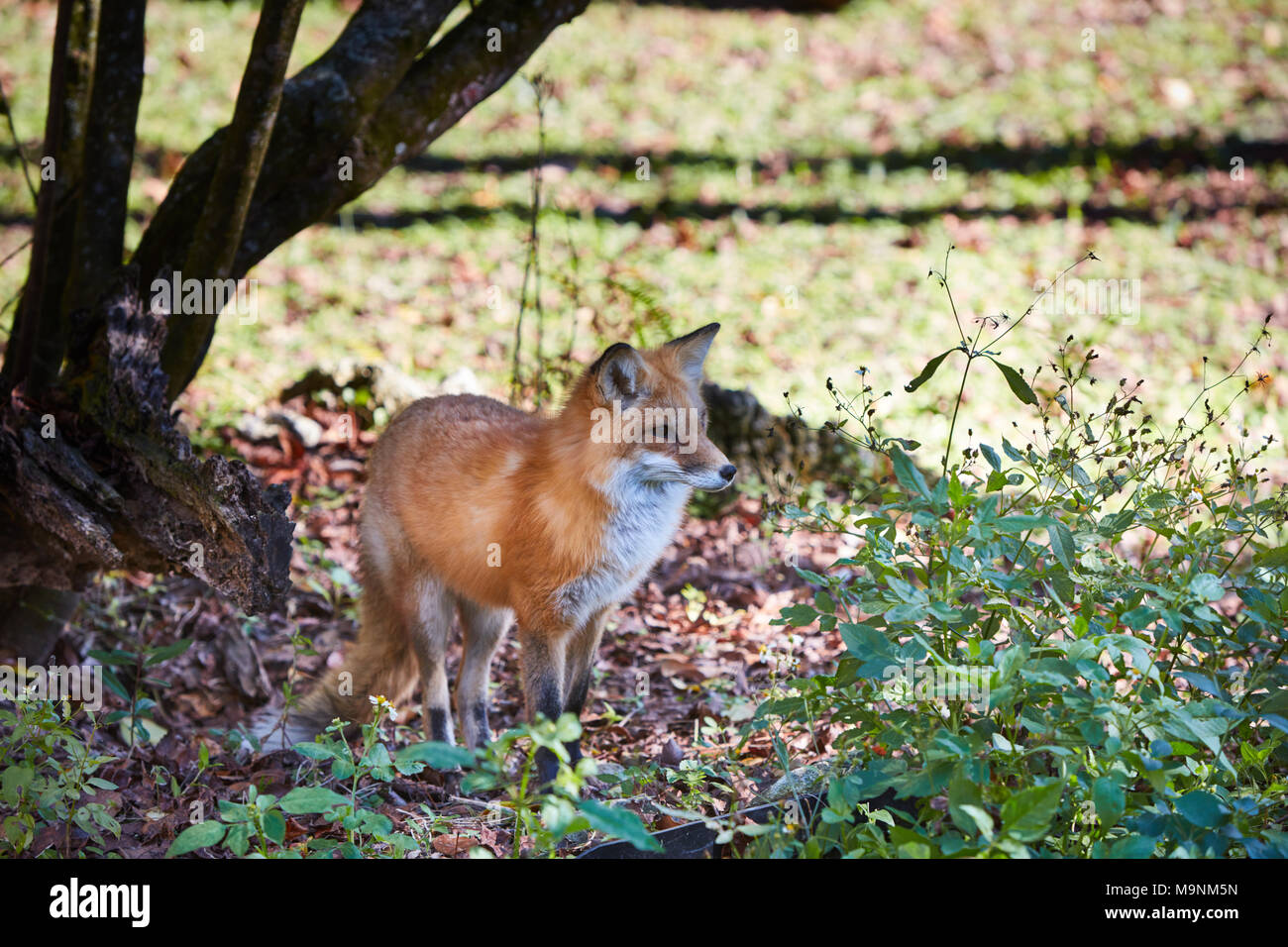 Fox standing hi-res stock photography and images - Alamy