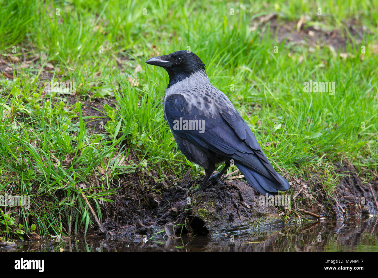 Hooded crow scotland hi-res stock photography and images - Alamy