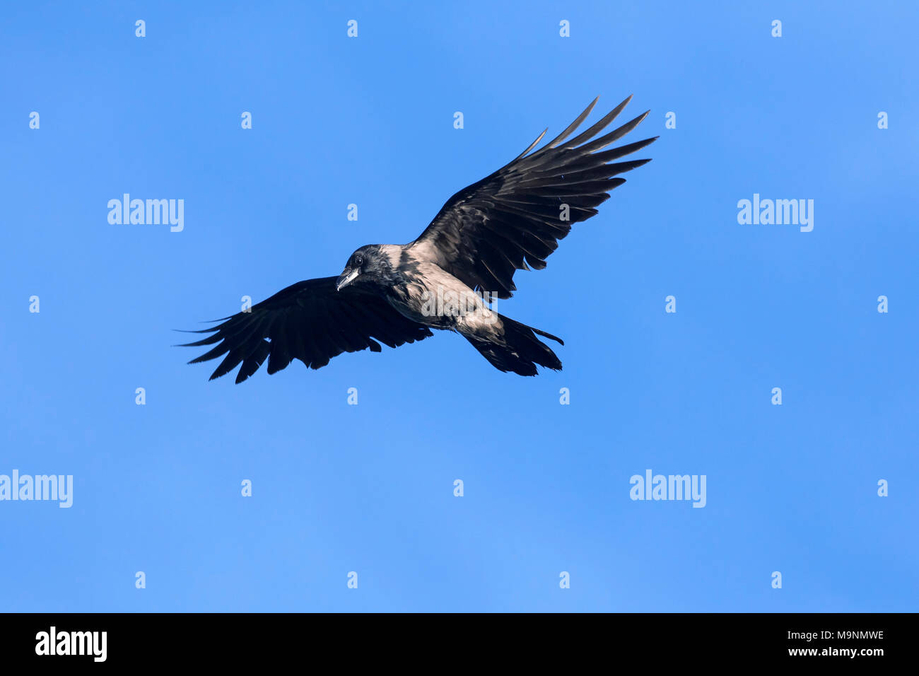 Hooded crow / hoodie (Corvus cornix) in flight against blue sky Stock ...