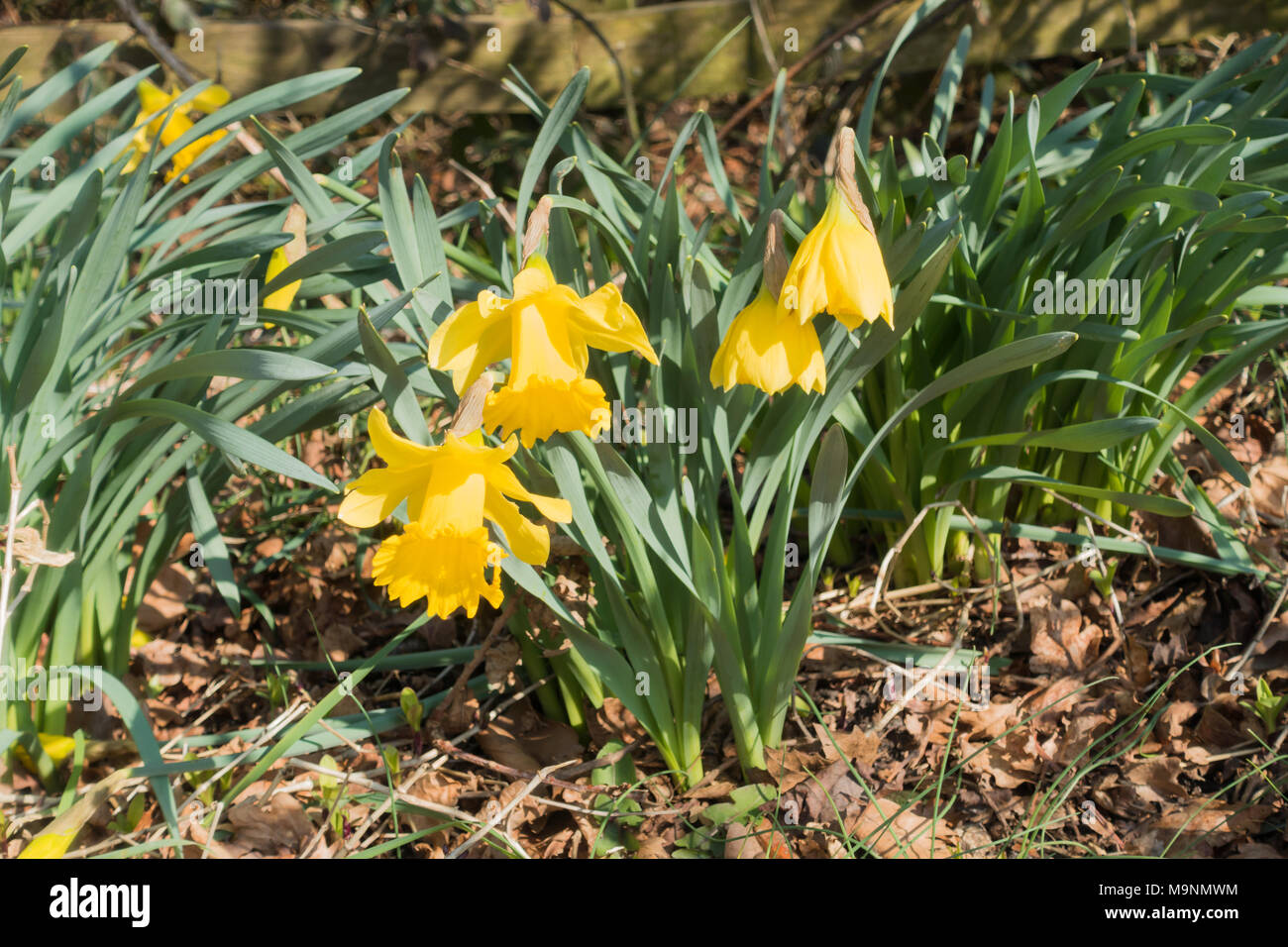 Daffodils growing wild Stock Photo - Alamy