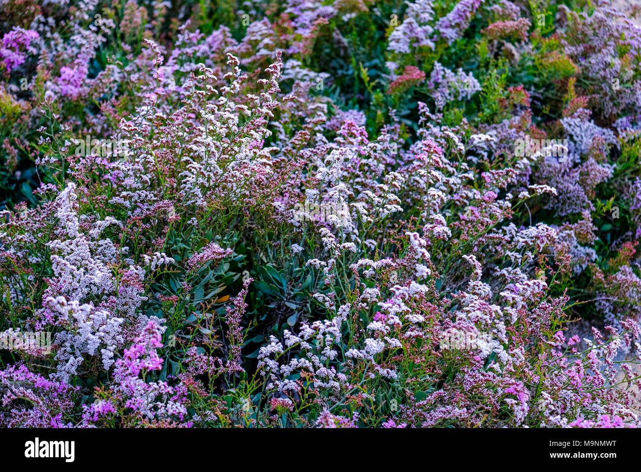 Samll flowers hi-res stock photography and images - Alamy