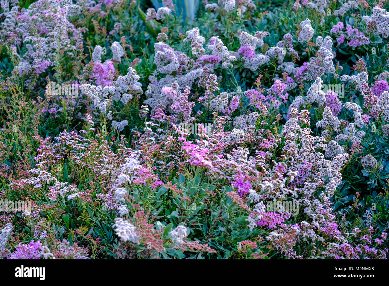 Samll flowers hi-res stock photography and images - Alamy