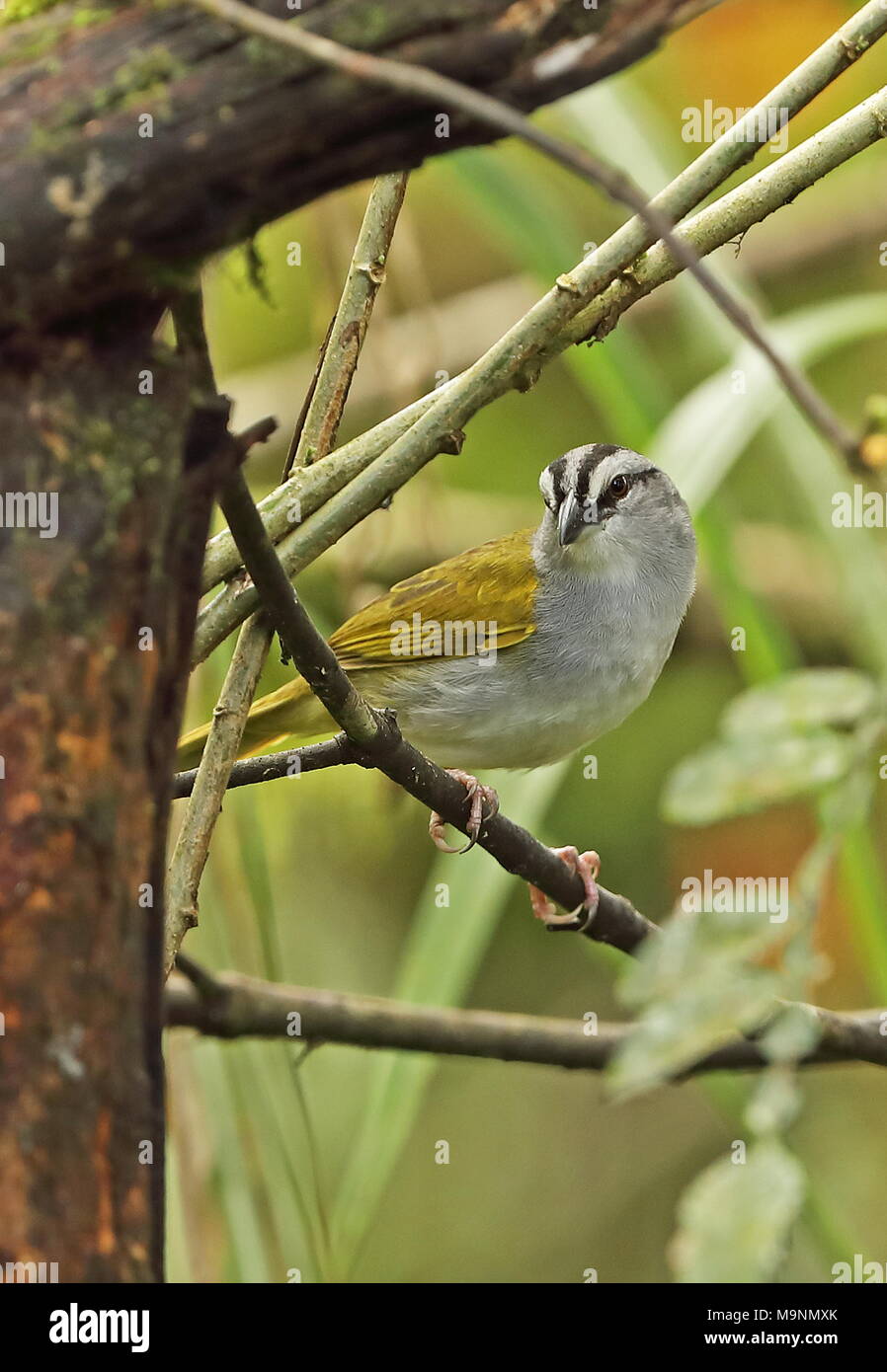 Striped birds hi-res stock photography and images - Alamy