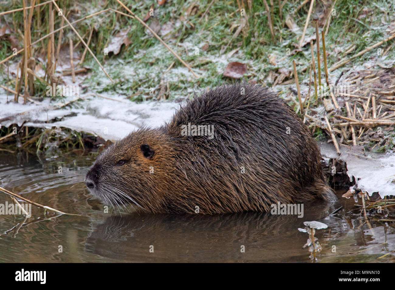 Coypu / river rat / nutria (Myocastor coypus) native to South America ...