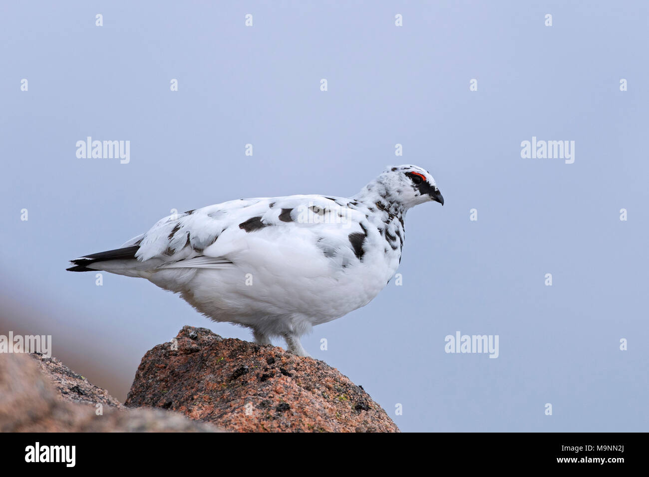 Rock ptarmigan (Lagopus muta / Lagopus mutus), male foraging among ...
