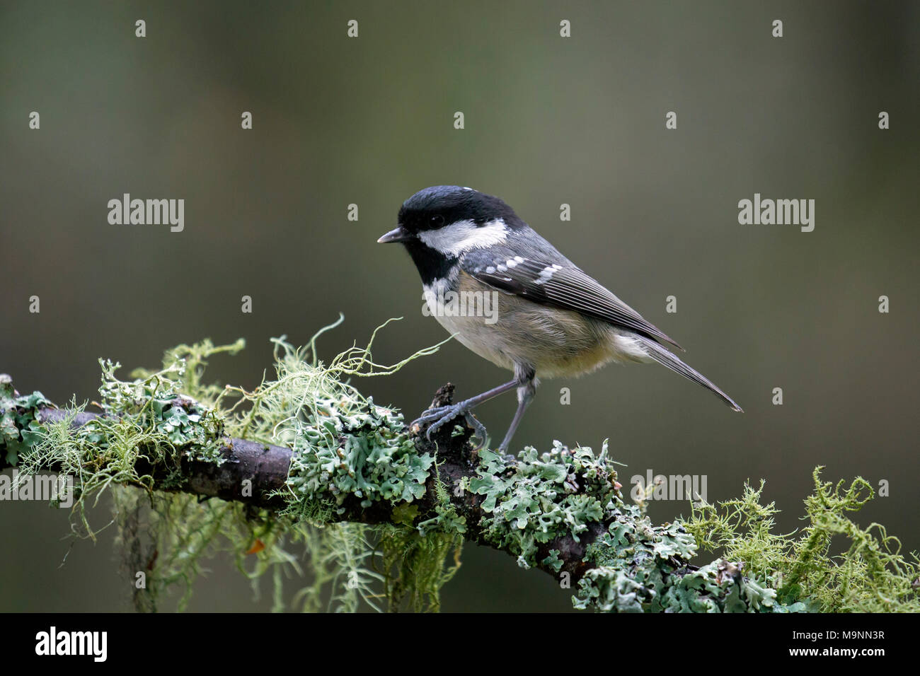 Coal tit (Periparus ater / Parus ater) perched in tree on lichen ...