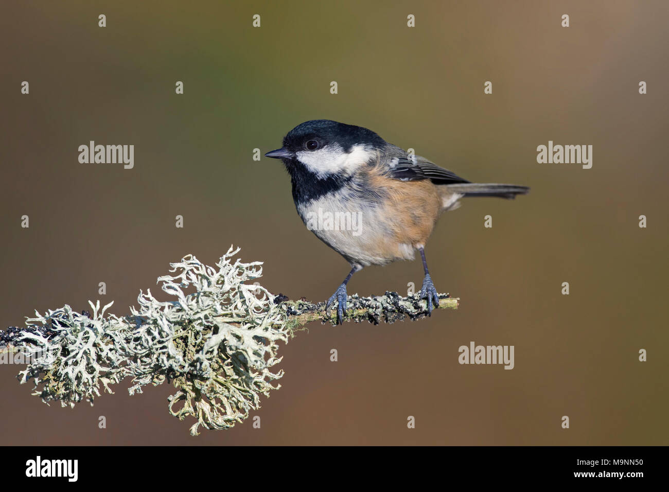 Coal tit (Periparus ater / Parus ater) perched in tree on lichen ...