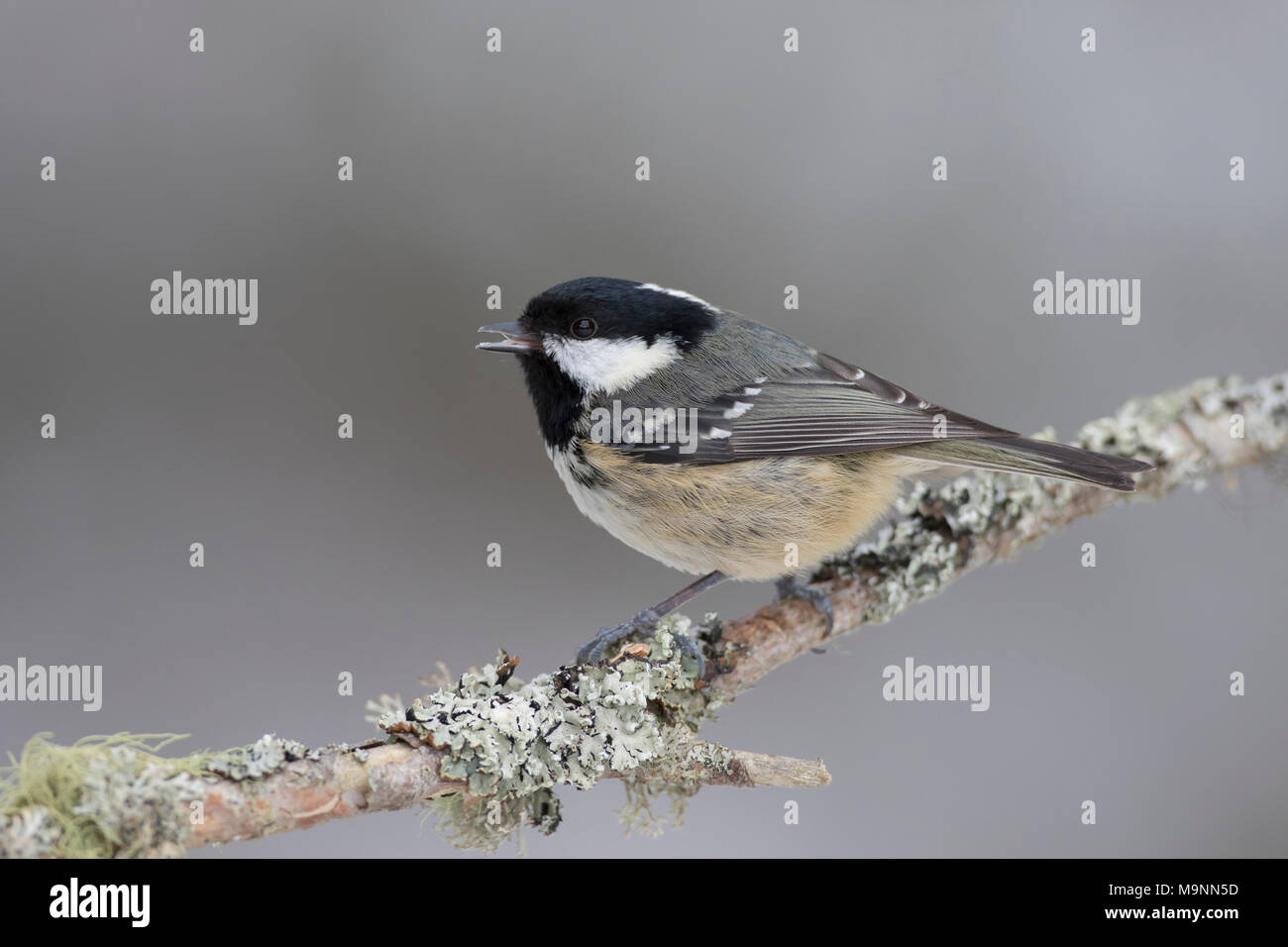 Coal tit (Periparus ater / Parus ater) calling from in tree on lichen ...