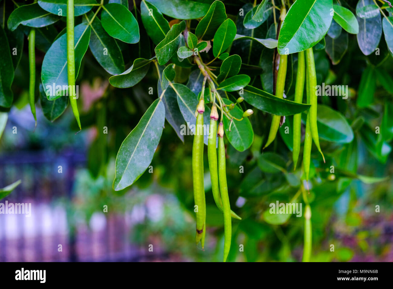 Kandelia obovata hi-res stock photography and images - Alamy