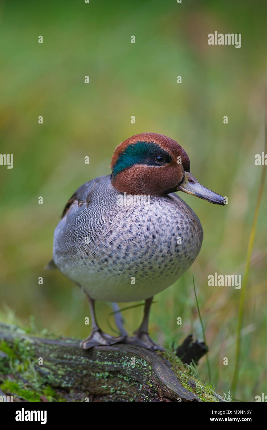Eurasian teal britain hi-res stock photography and images - Alamy