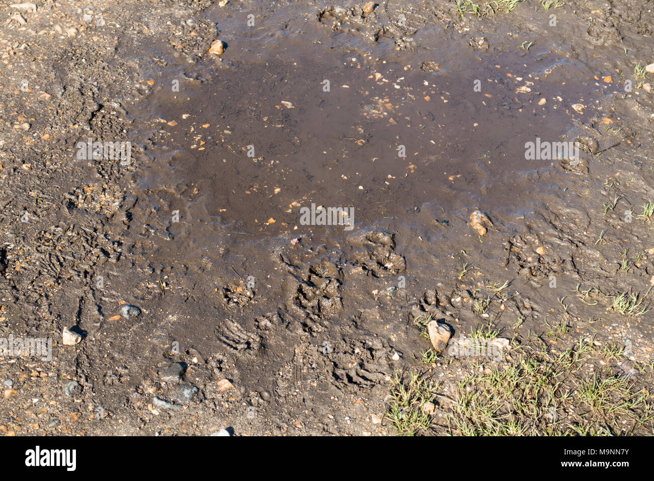Muddy Puddle High Resolution Stock Photography and Images - Alamy