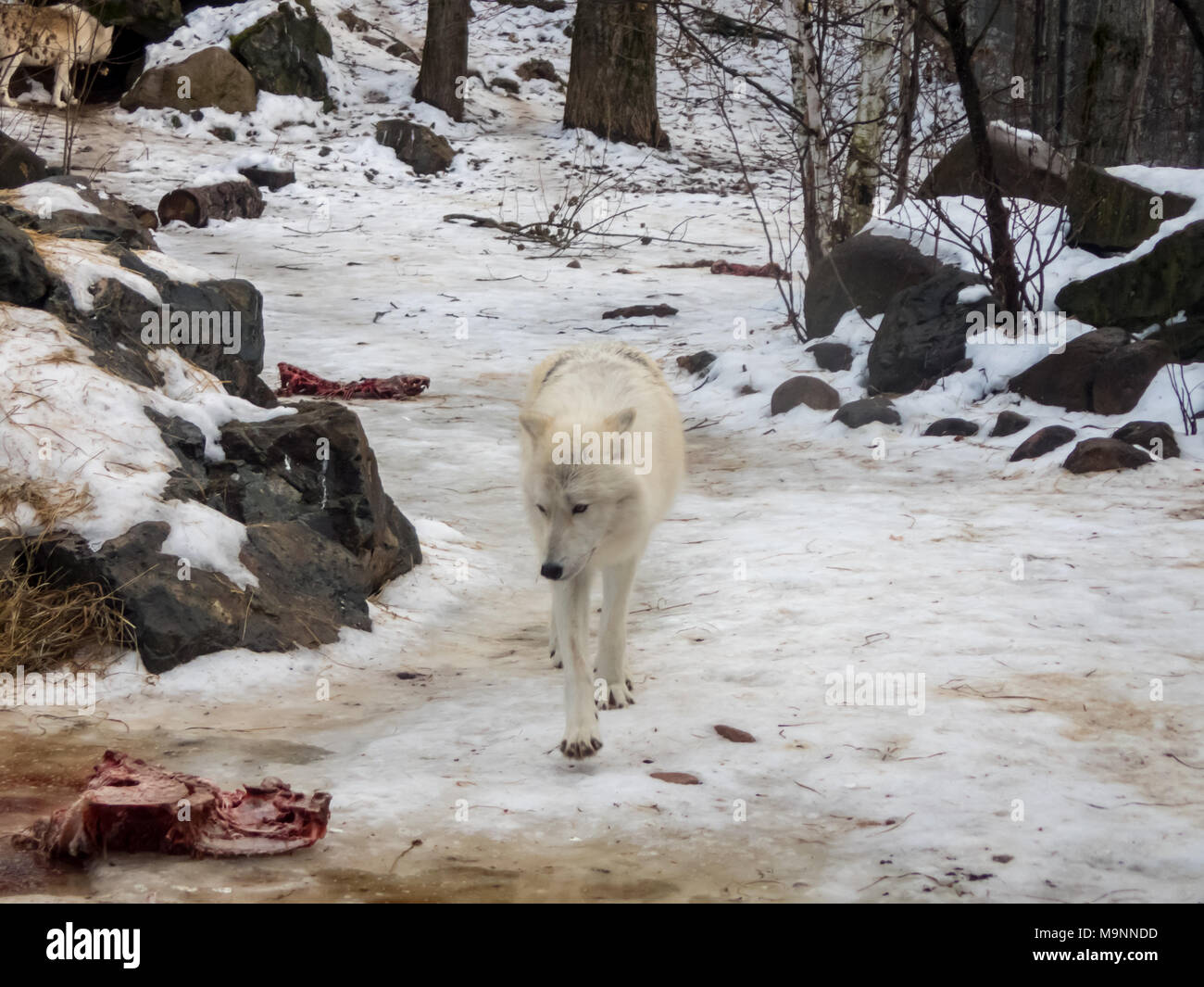 Wolf at international wolf center eye meat put out for their dinner ...