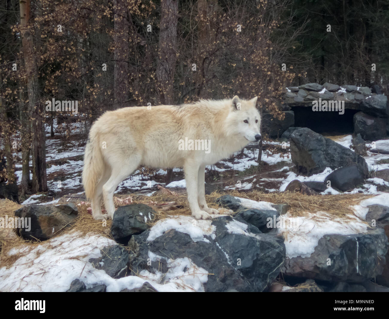 Wolf Habitat Stock Photos & Wolf Habitat Stock Images - Alamy