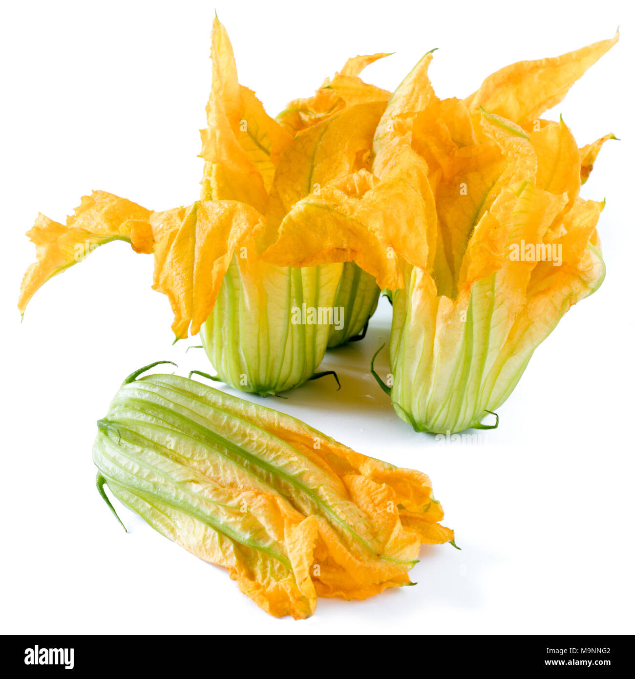 Zucchini flowers isolated on white background Stock Photo - Alamy