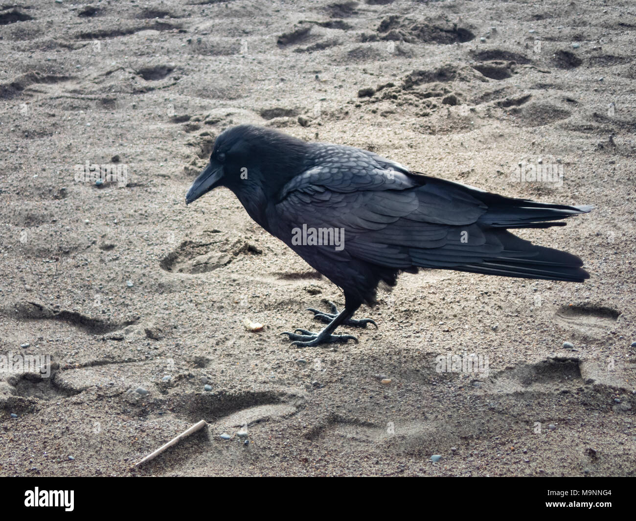 Raven closeup hi-res stock photography and images - Alamy