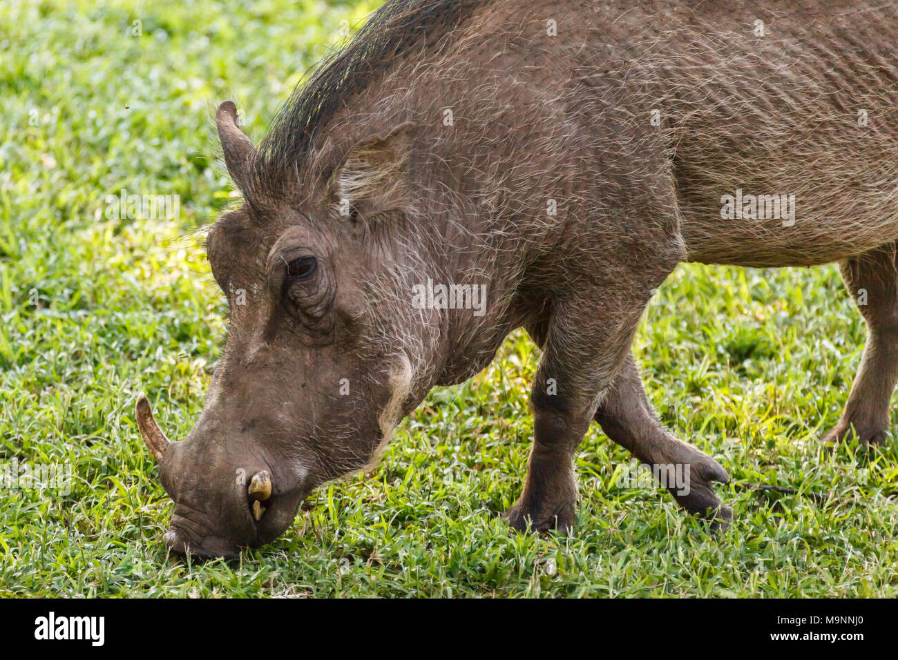 Warthog face hi-res stock photography and images - Alamy