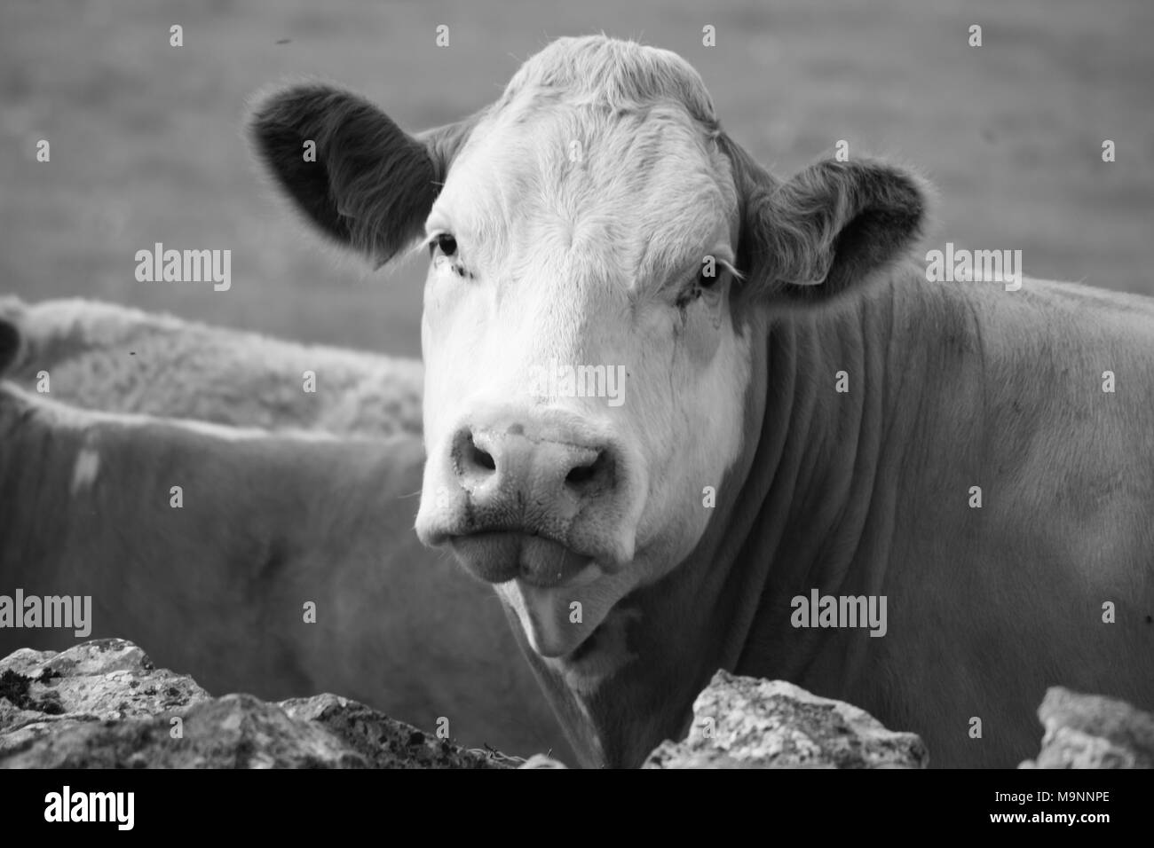 Laughing cow hi-res stock photography and images - Alamy