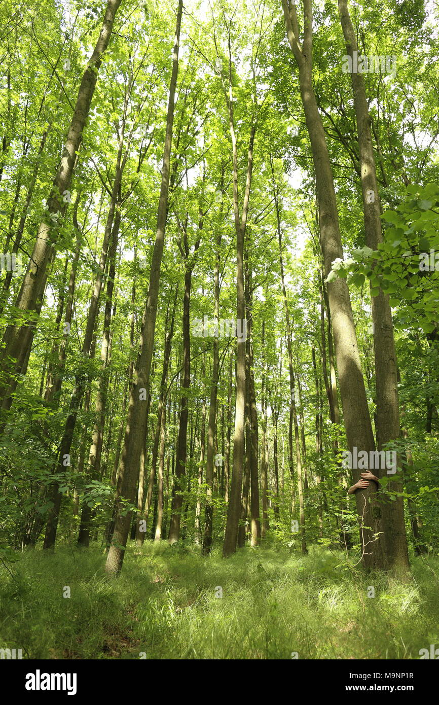 summer bright green forest trees in sunlight Stock Photo - Alamy