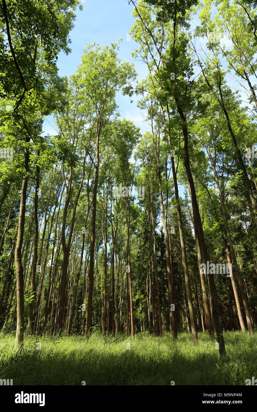 summer forest trees in sunlight Stock Photo - Alamy