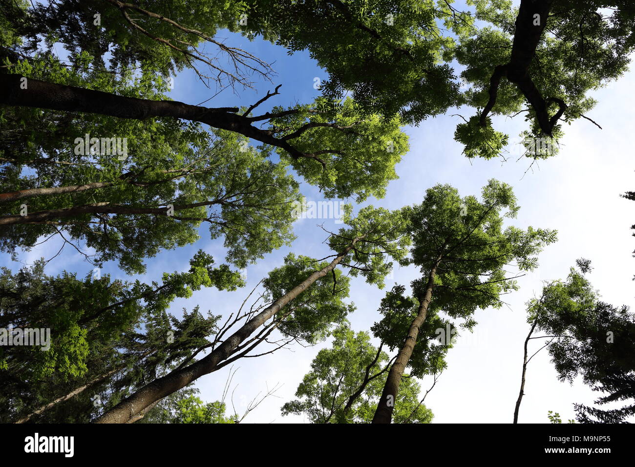 The canopy of tall trees framing a clear blue sky, with the sun shining ...
