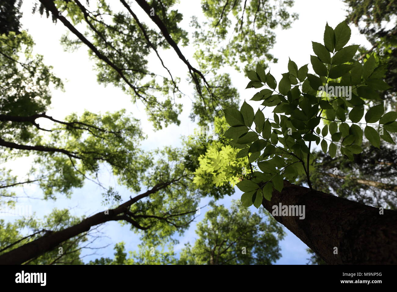 The canopy of tall trees framing a clear blue sky, with the sun shining ...