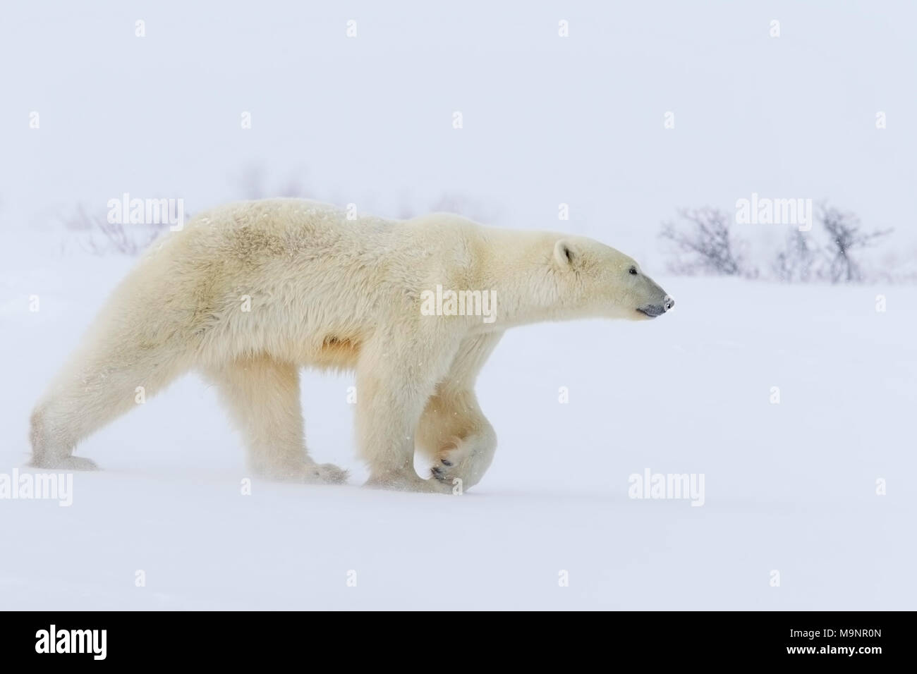 Polar Bear on the Move Stock Photo - Alamy