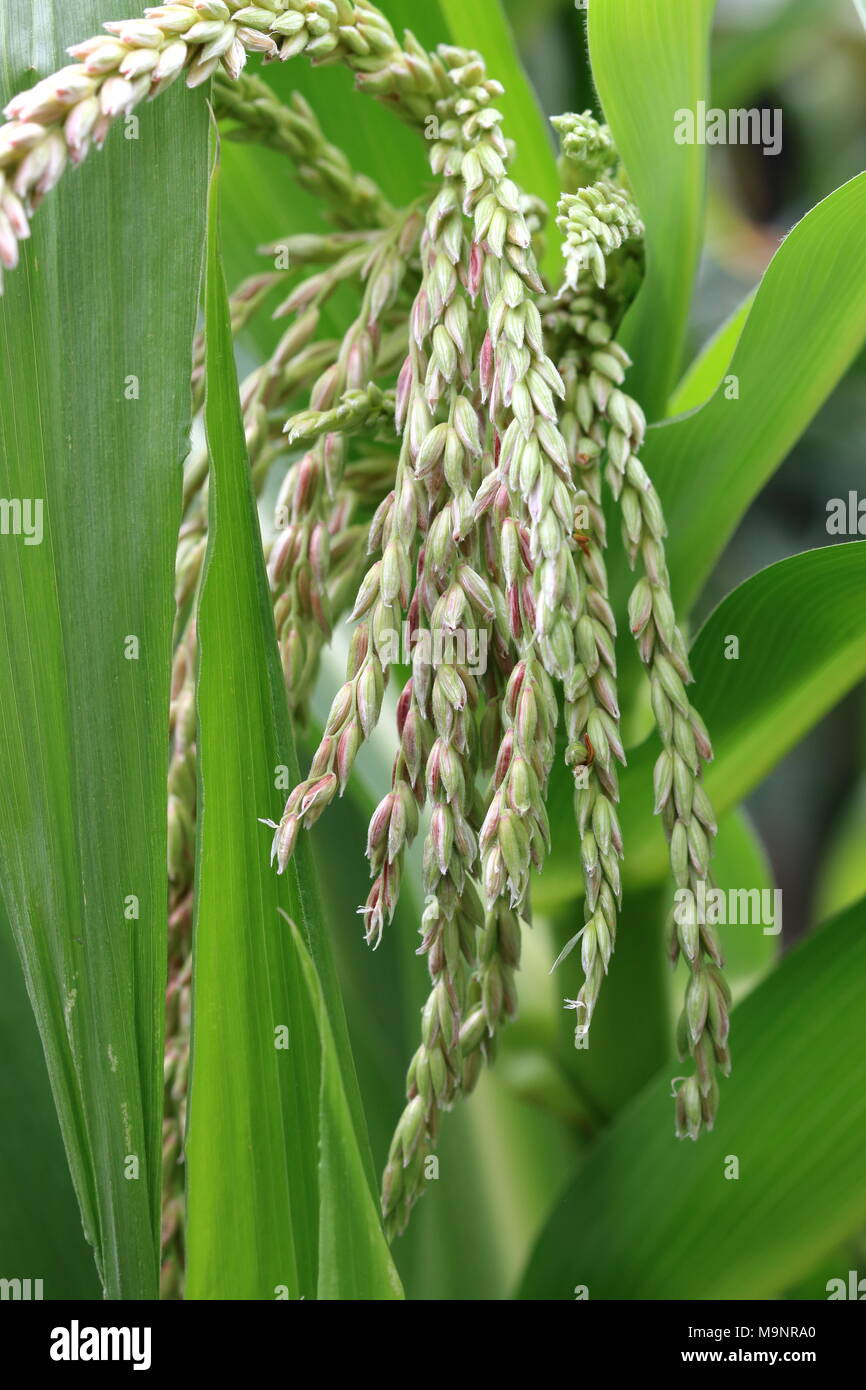 Corn Stamen High Resolution Stock Photography and Images - Alamy