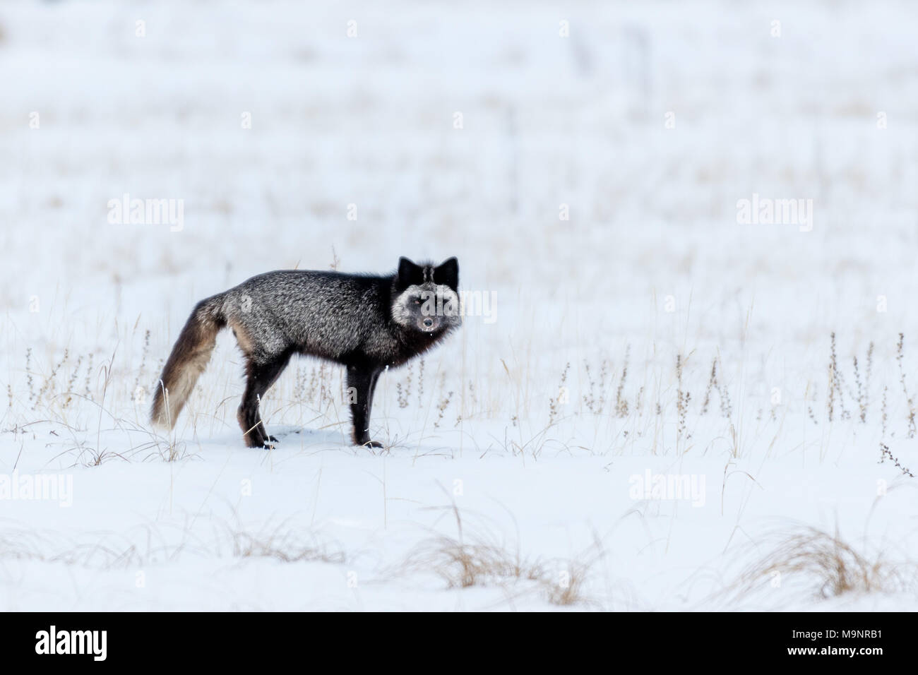 Fox with black legs hi-res stock photography and images - Alamy