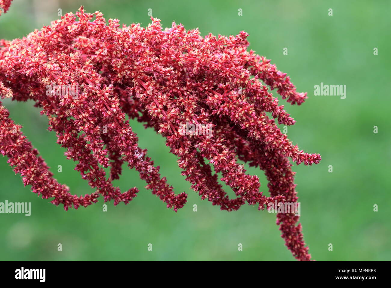 Red amaranth seeds hi-res stock photography and images - Alamy
