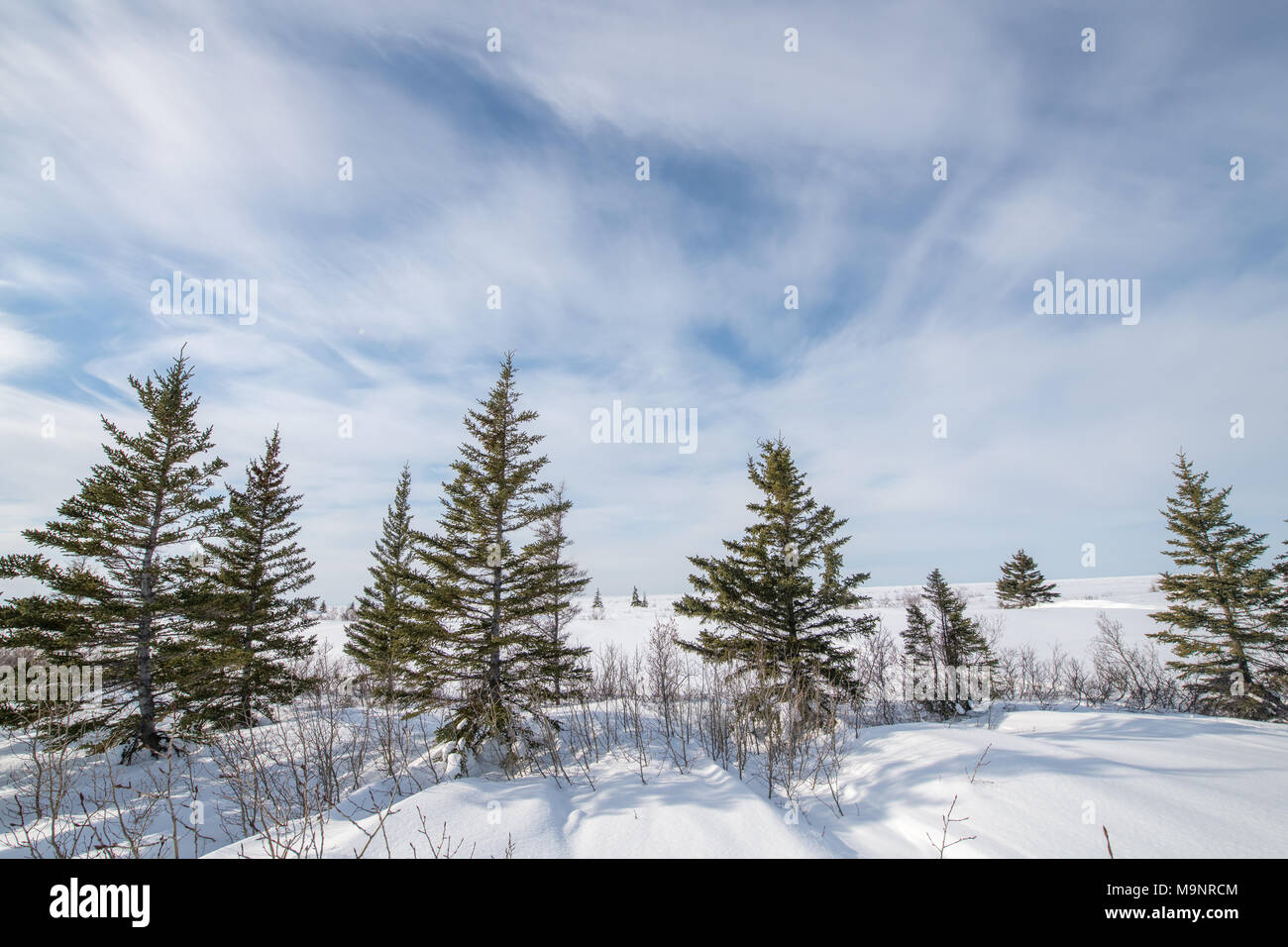 Land Of The Taiga Biome Special Use