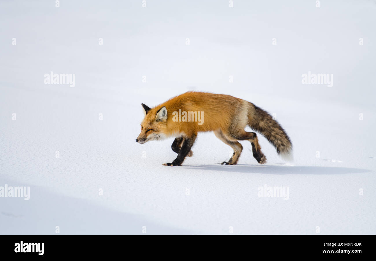 Red Fox in Snow Stock Photo - Alamy