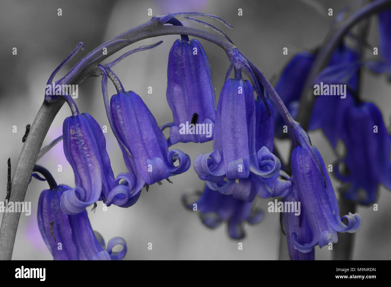 Colorsplash of a bluebell flower Stock Photo - Alamy