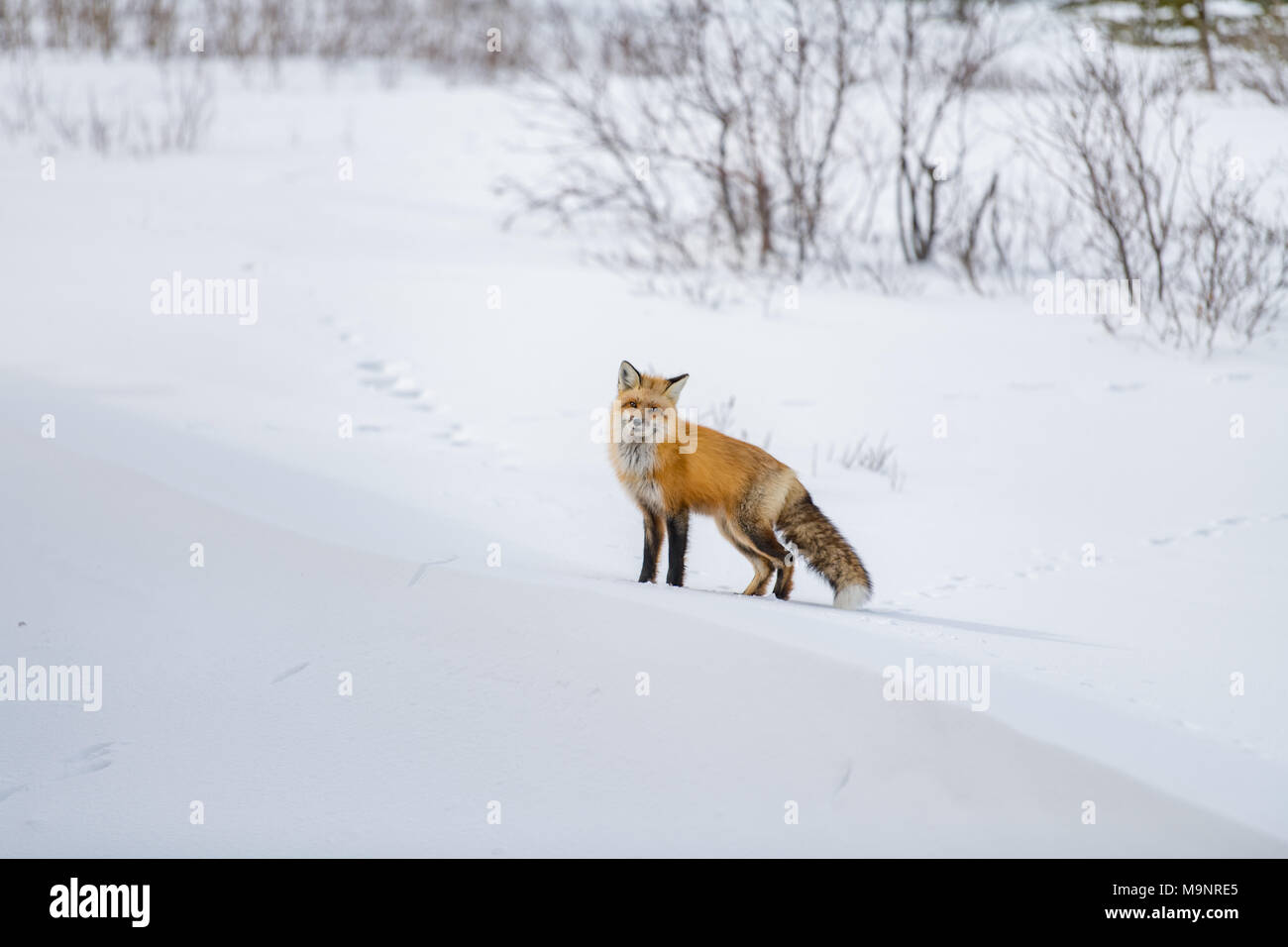 Red Fox in Snow Stock Photo - Alamy