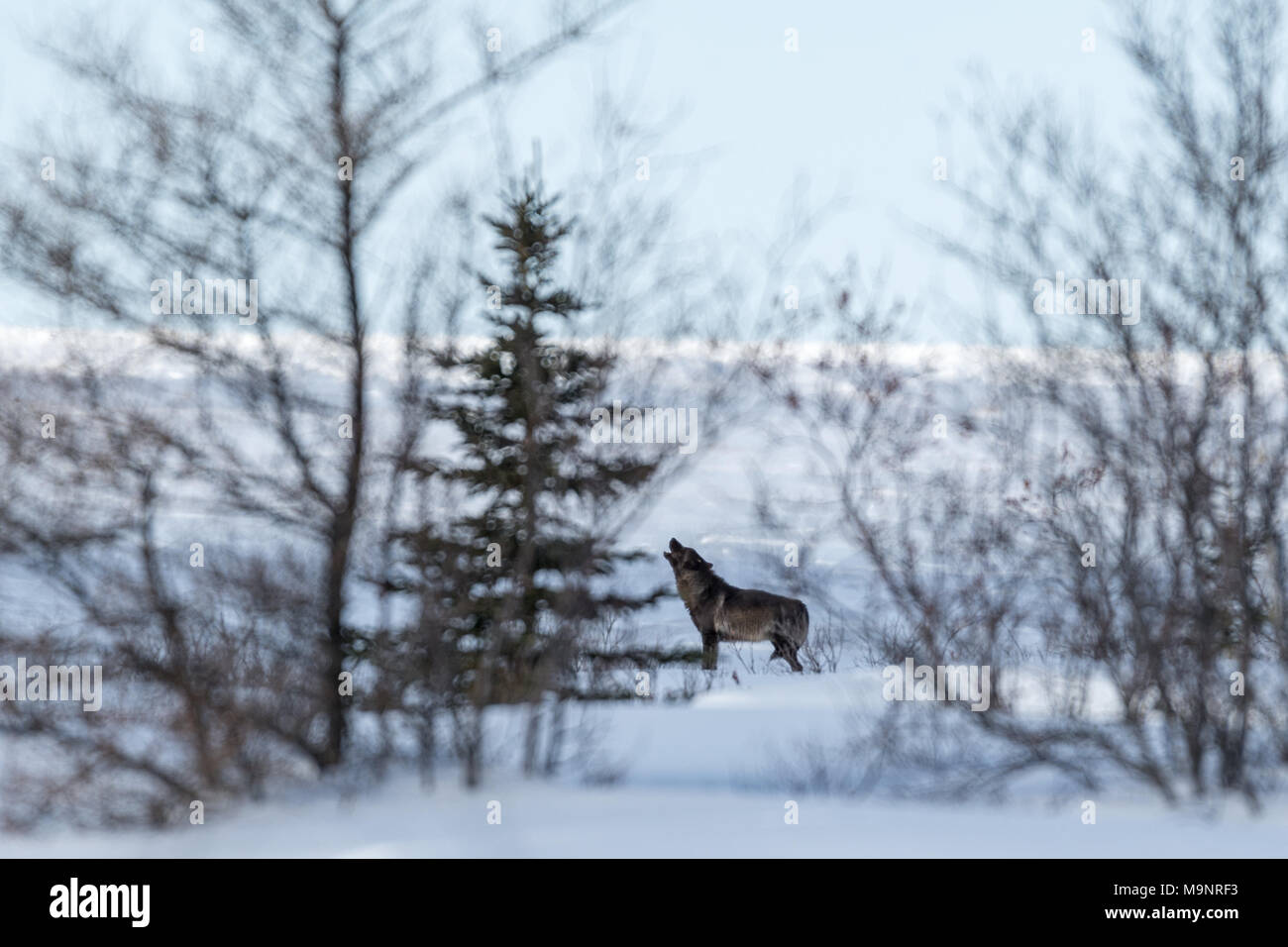 Black Wolf Howling Stock Photo - Alamy