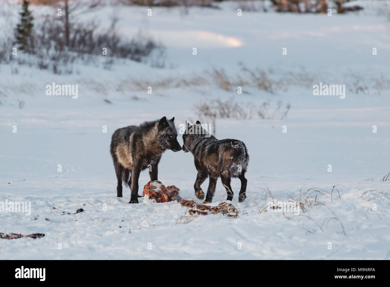 Black Wolves with kill Stock Photo - Alamy