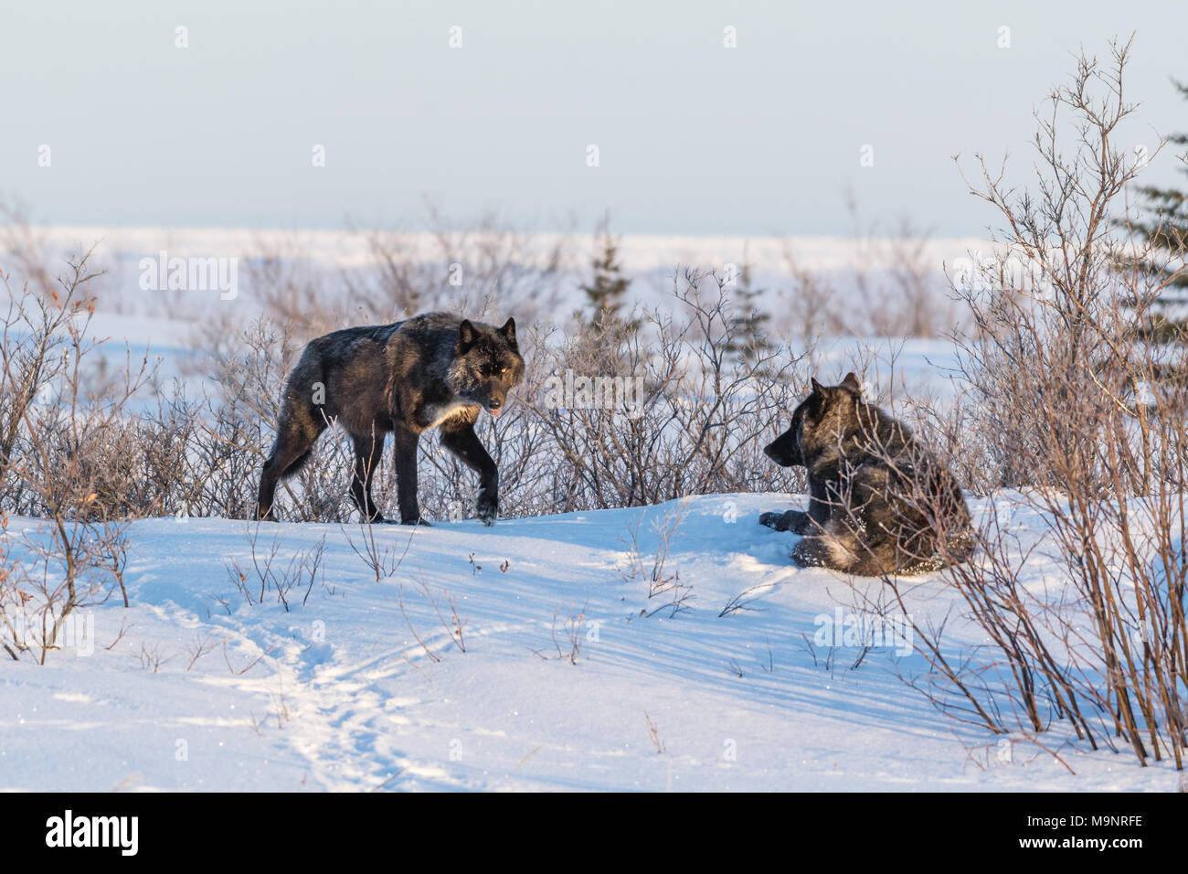 Two Black Wolves In Love
