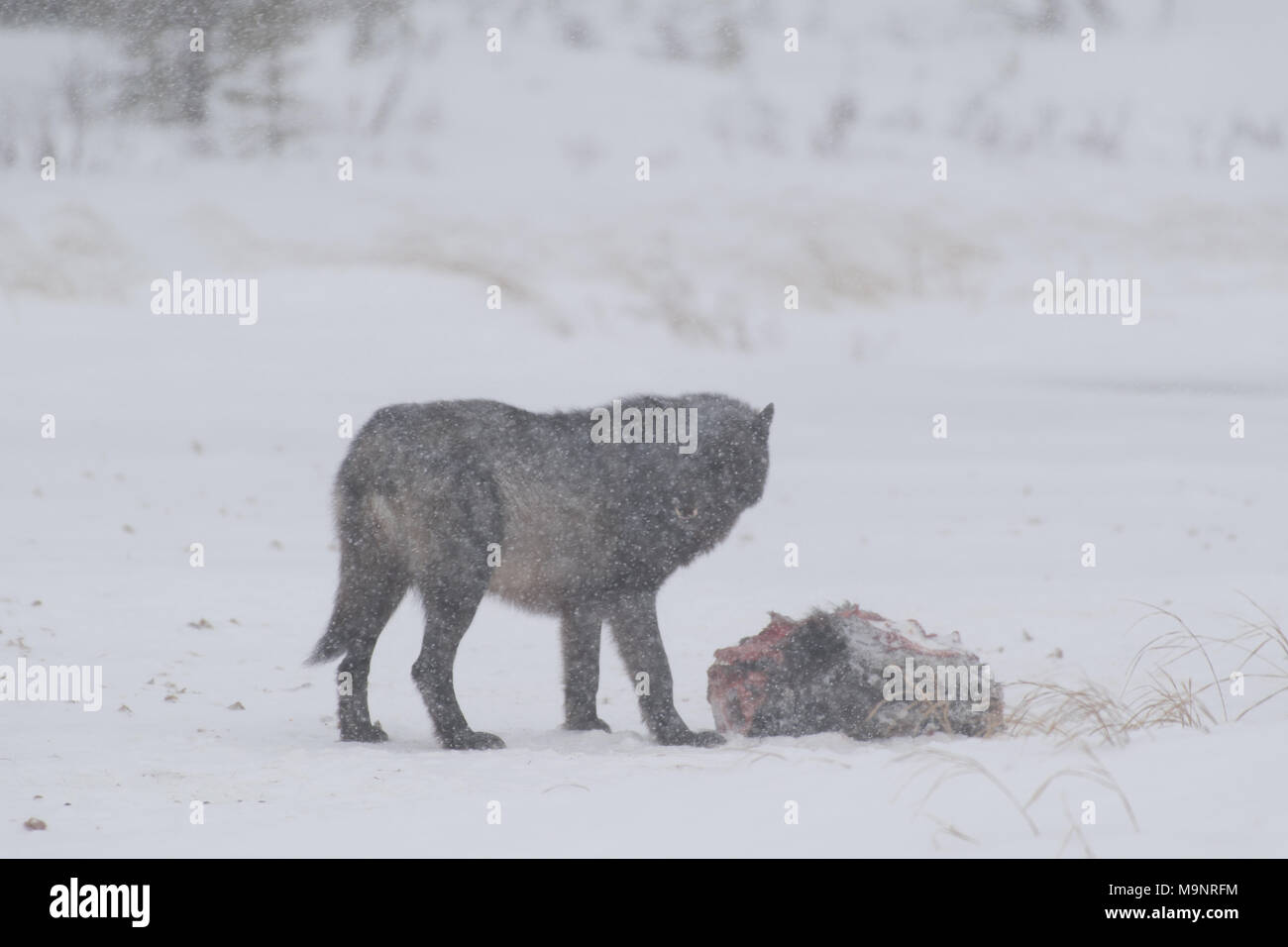 Black Wolves with kill Stock Photo - Alamy