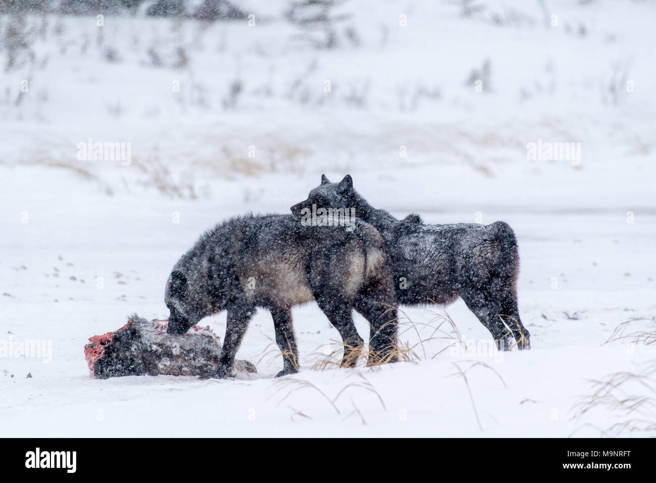 Black wolves hi-res stock photography and images - Alamy
