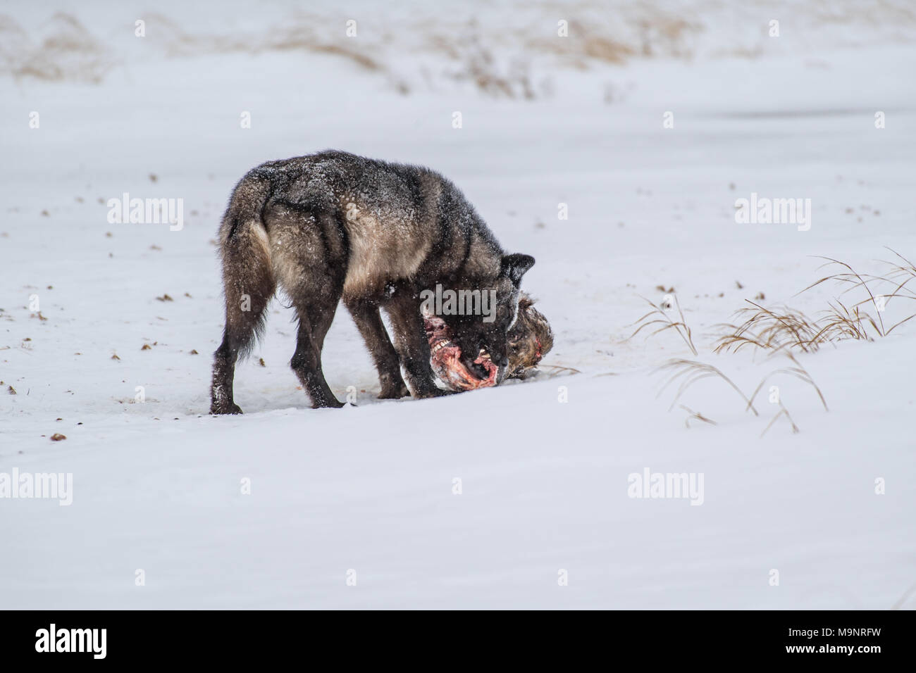 Black Wolves with kill Stock Photo - Alamy