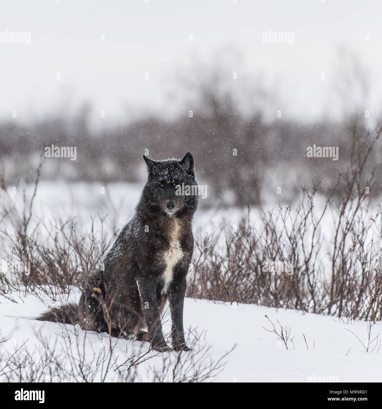 Two Black Wolves - Male and Female Stock Photo - Alamy