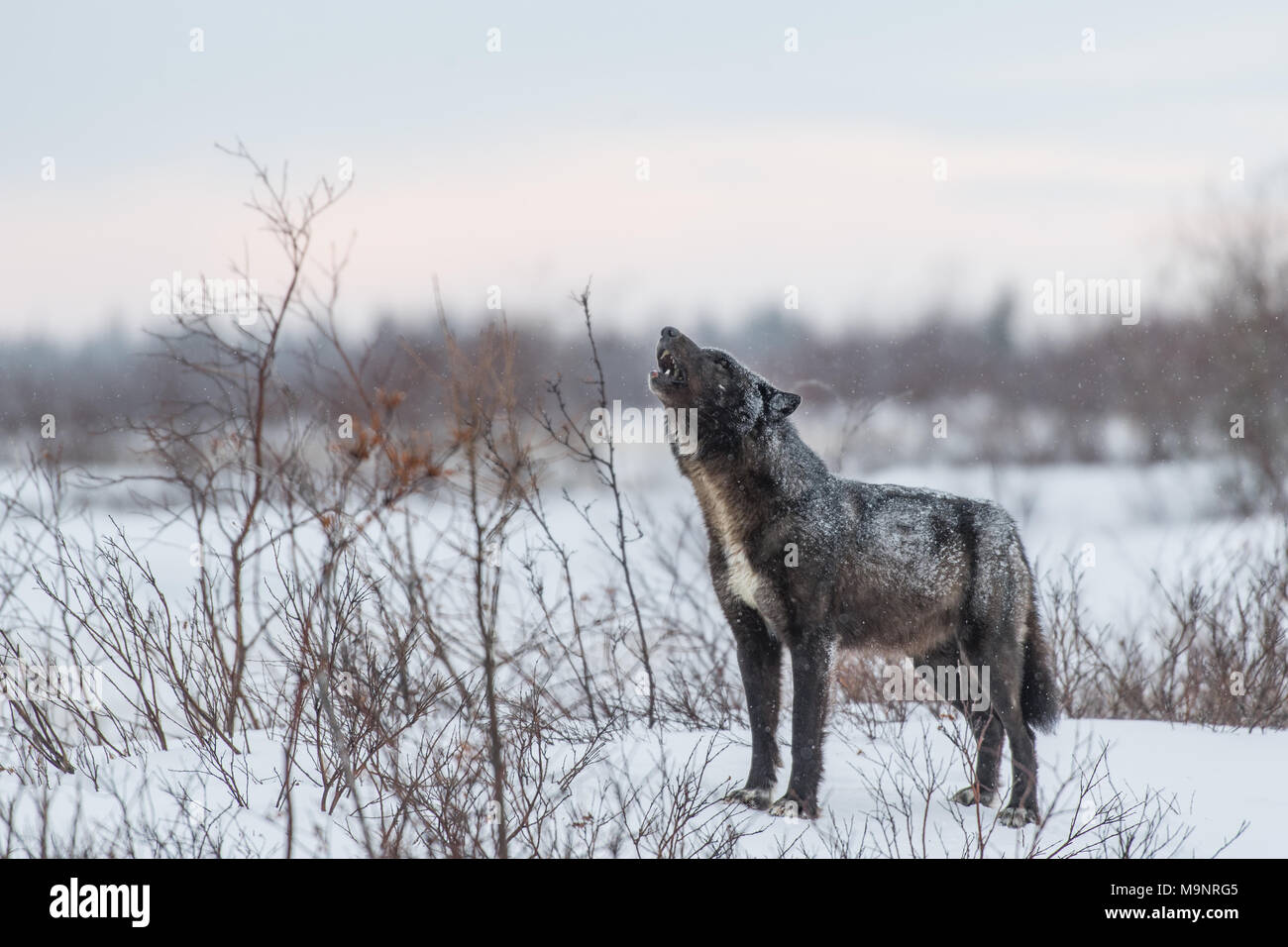 Black Wolf Howling Stock Photo - Alamy