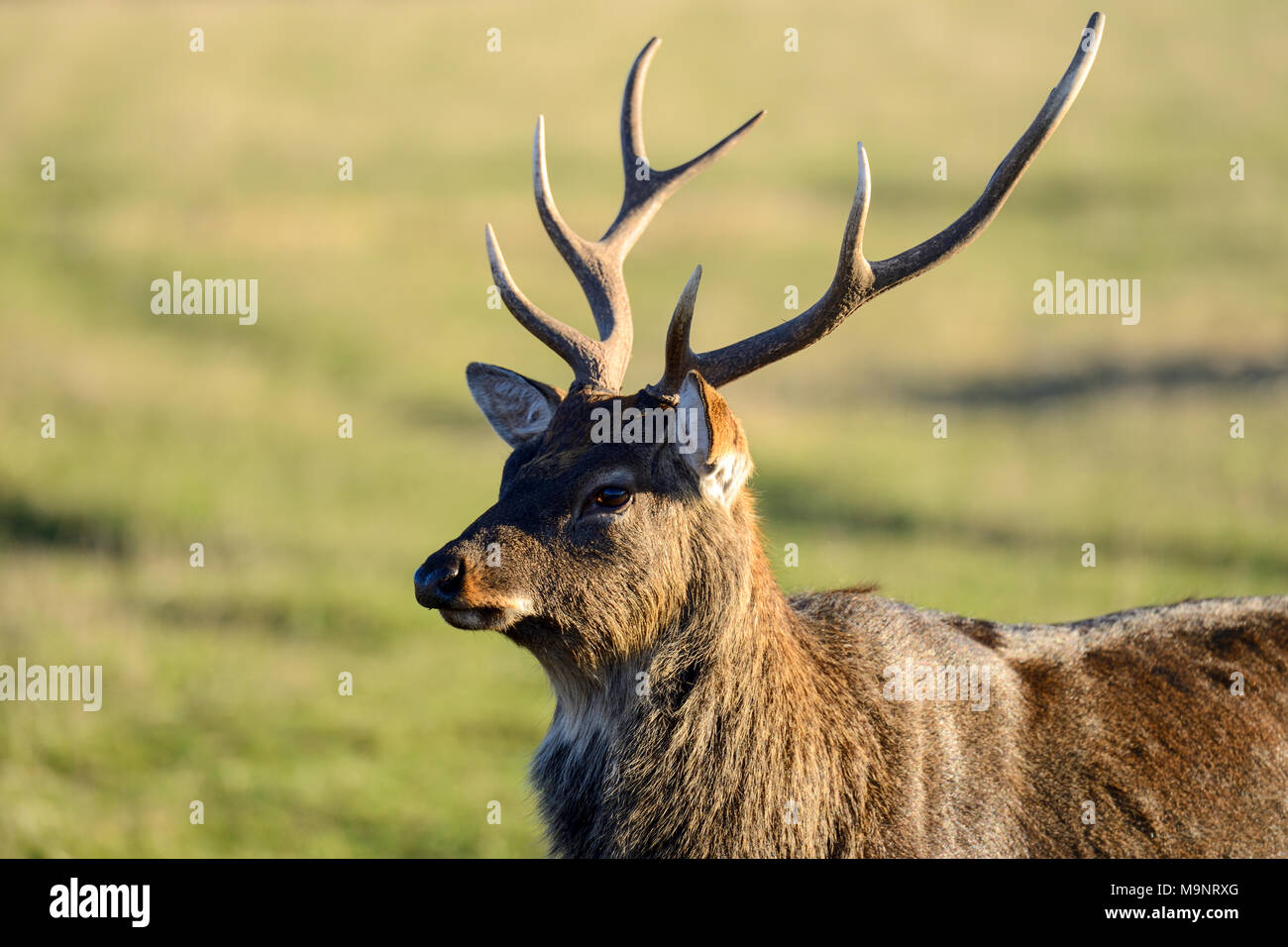 Sika deer buck hi-res stock photography and images - Alamy