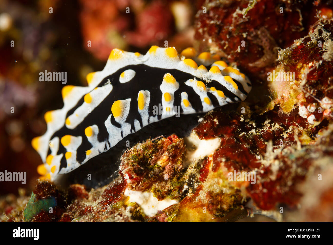 Closeup of a Black and yellow nudibranch on coral Stock Photo - Alamy