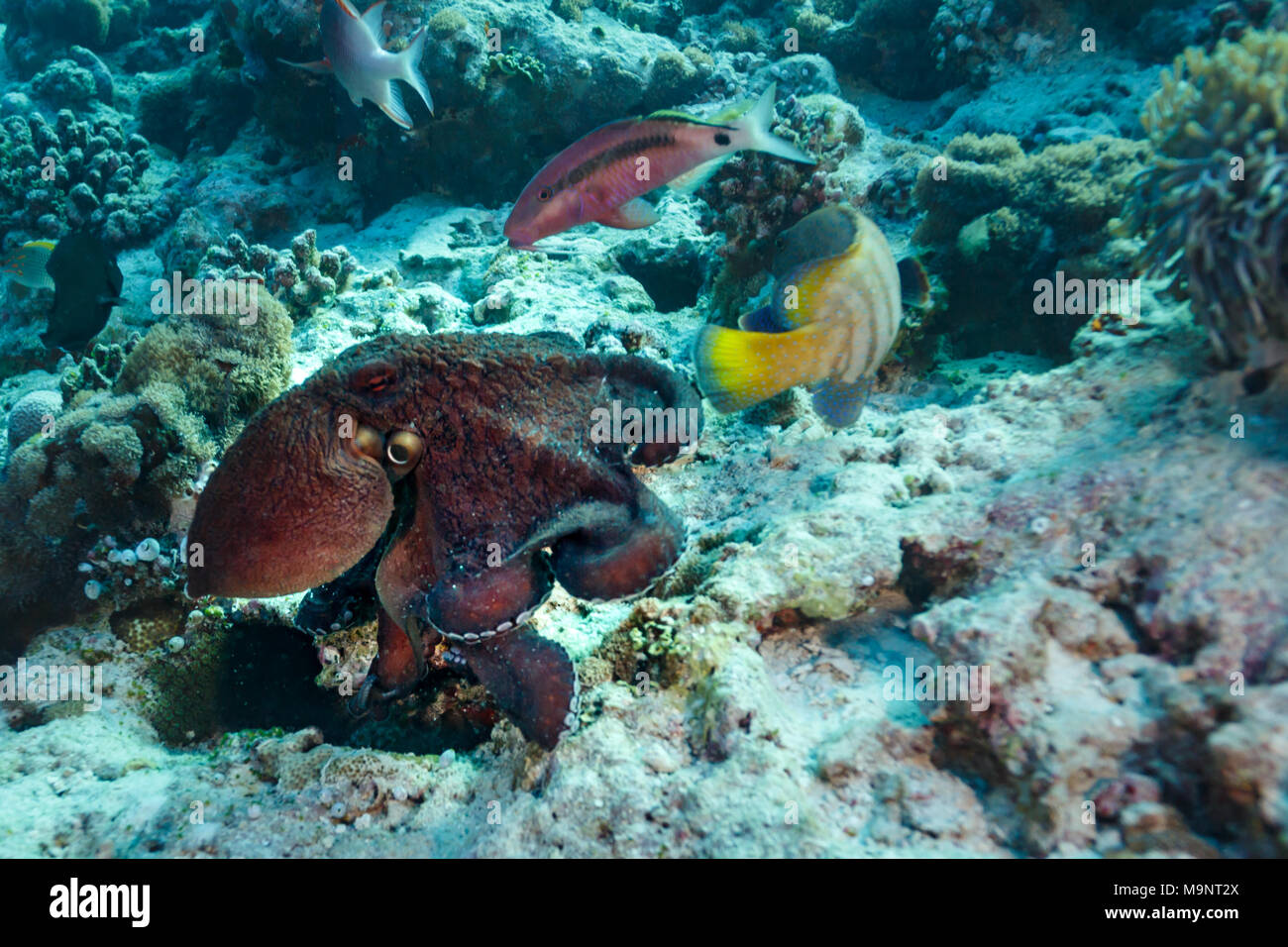 Reef octopus maldives hi-res stock photography and images - Alamy