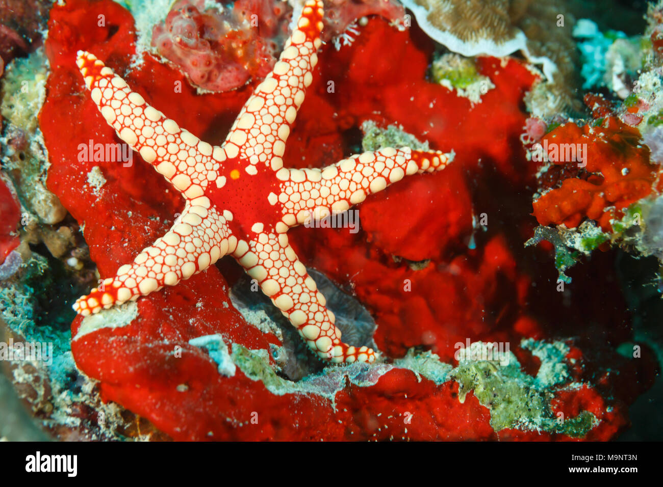 Starfish coral reef hi-res stock photography and images - Alamy
