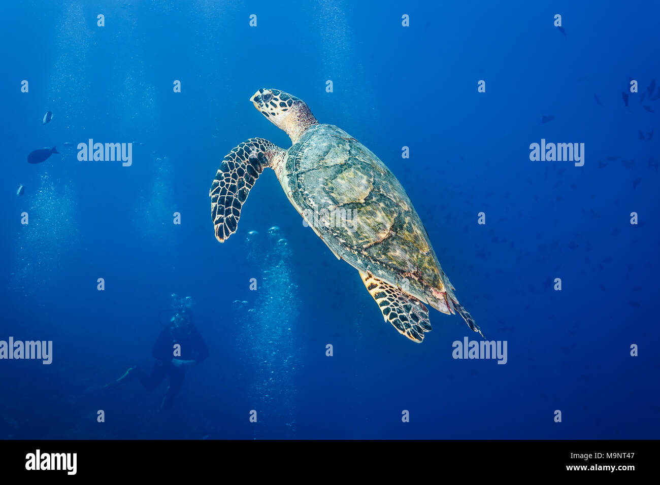 scuba diver watches hawksbill turtle with elegant patterns on fins and ...
