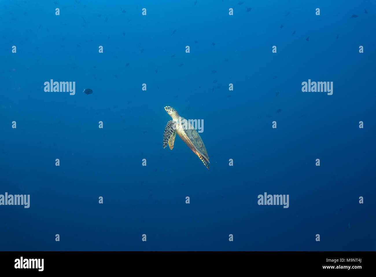 hawksbill turtle swimming upward in blue tropical ocean Stock Photo - Alamy
