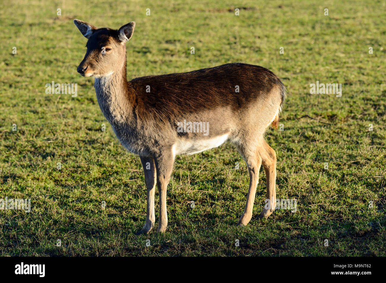 Hind of sika deer with hi-res stock photography and images - Alamy