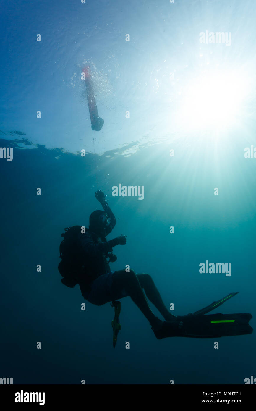 Silhouette of scuba diver completing the safety stop with SMB device ...